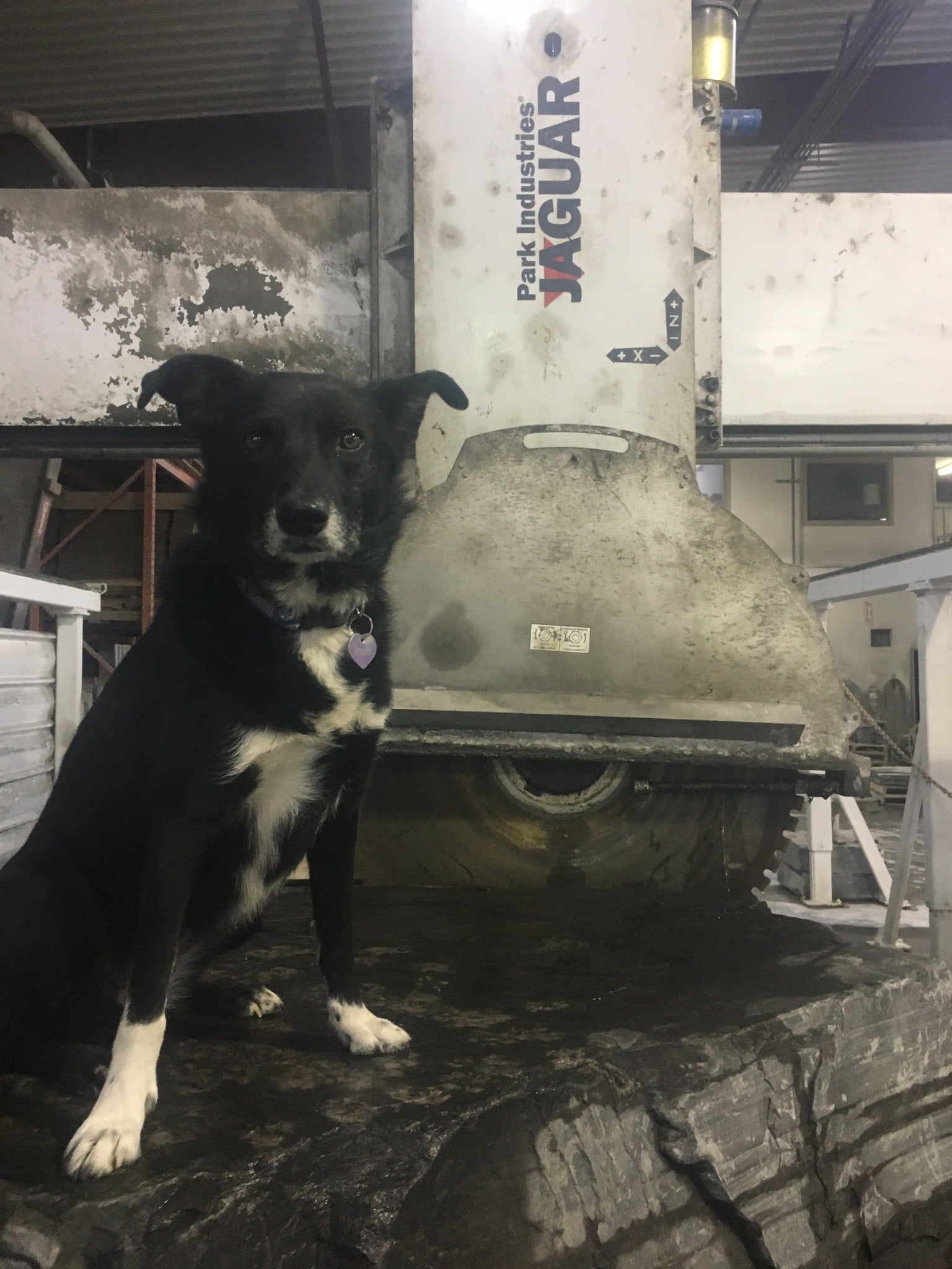 2nd Annual Shop Dog (Pet) Contest